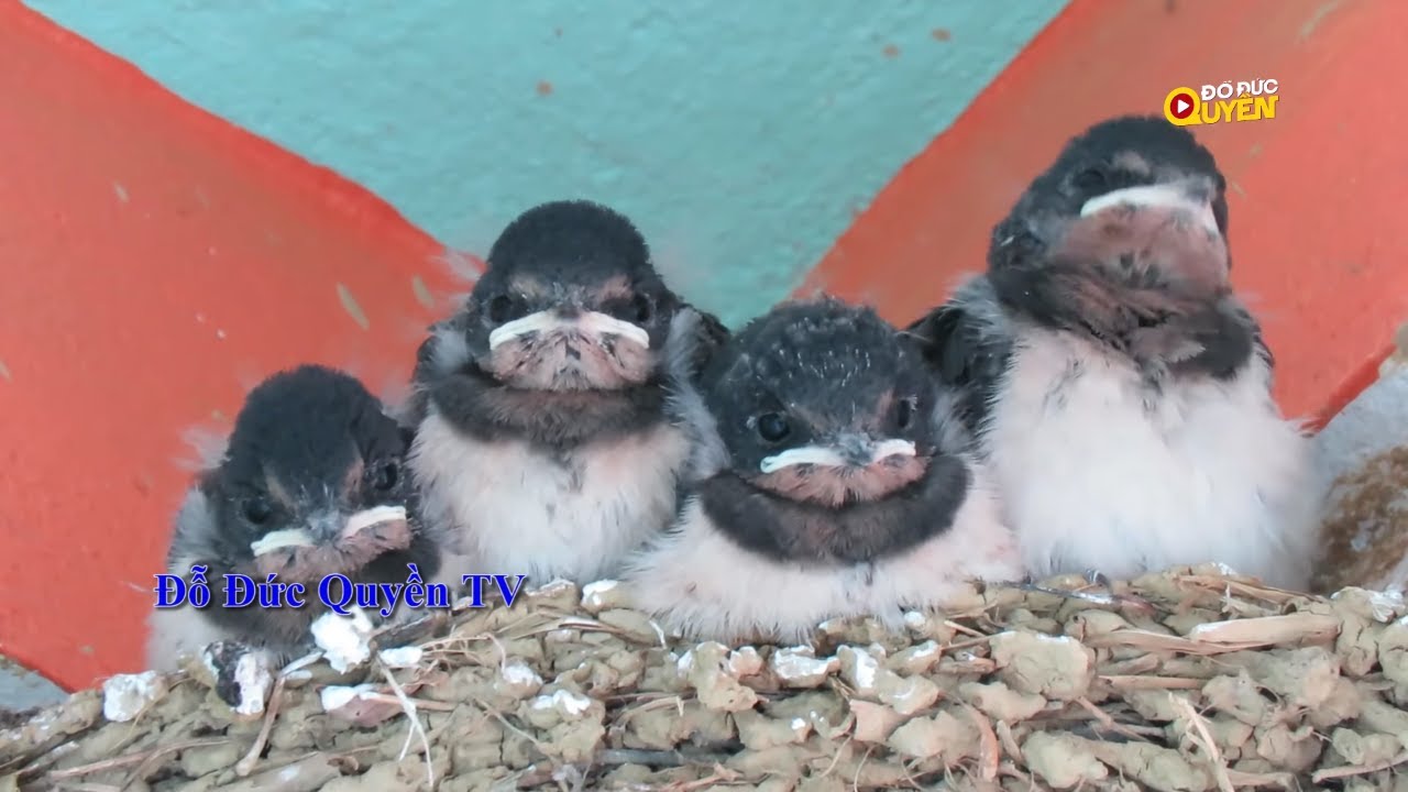 Chim Én Chăm Sóc Con Non | Đỗ Đức Quyền TV - YouTube