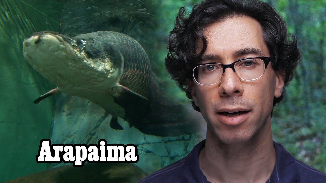 More Than 5 Facts About the OG Prehistoric Arapaima! - YouTube