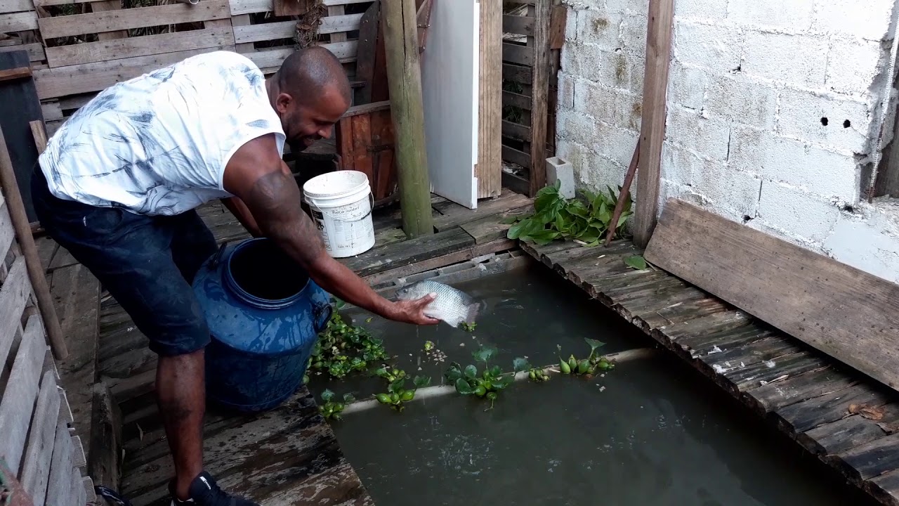 Abastecendo o tanqui de tilapia - YouTube