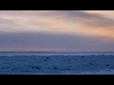 Утки не улетели на юг. Ноябрь. Жиганск - YouTube