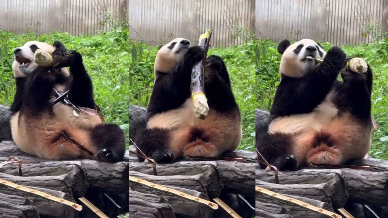 Panda Fu Bao's New Eating Posture #cute #panda #fubao #푸바오 #fyp # ...