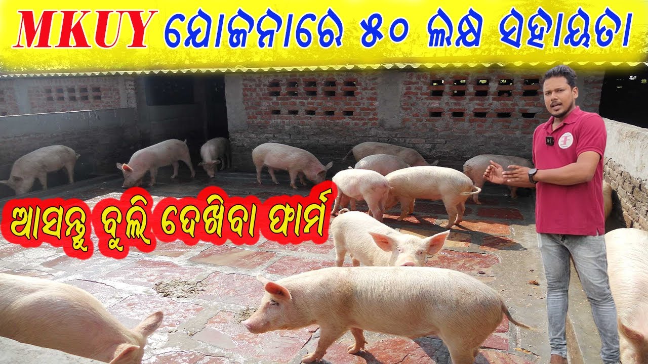 ଆସନ୍ତୁ ବୁଲି ଦେଖିବା ଘୁଷୁରୀ ଫାର୍ମ || Come to visit pig farm || - YouTube