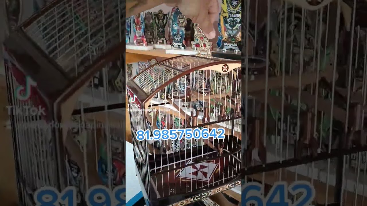 Gaiolas mais lindas e mais Barata e aqui - YouTube