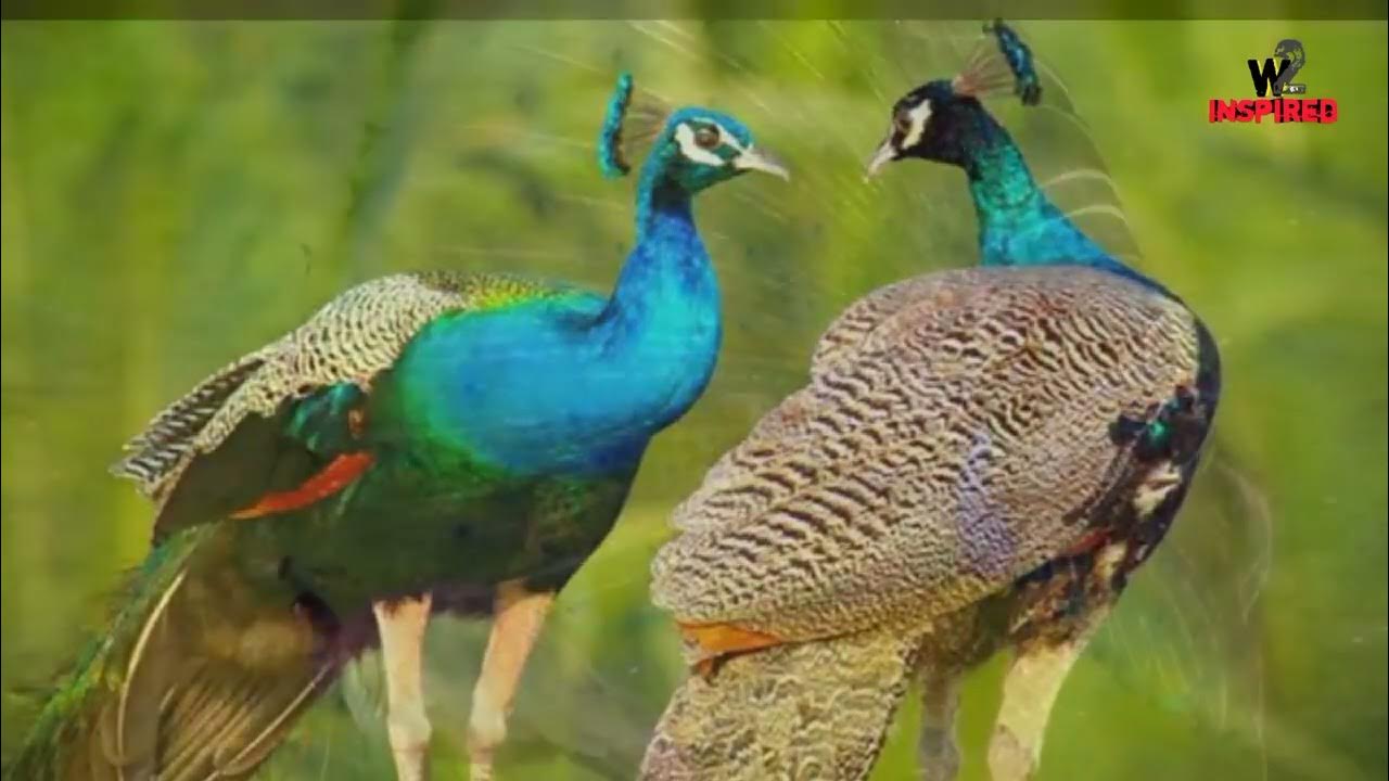 Morni Ki Dincharya Ki Khani YouTube morni-ki-dincharya-ki-khani-youtube