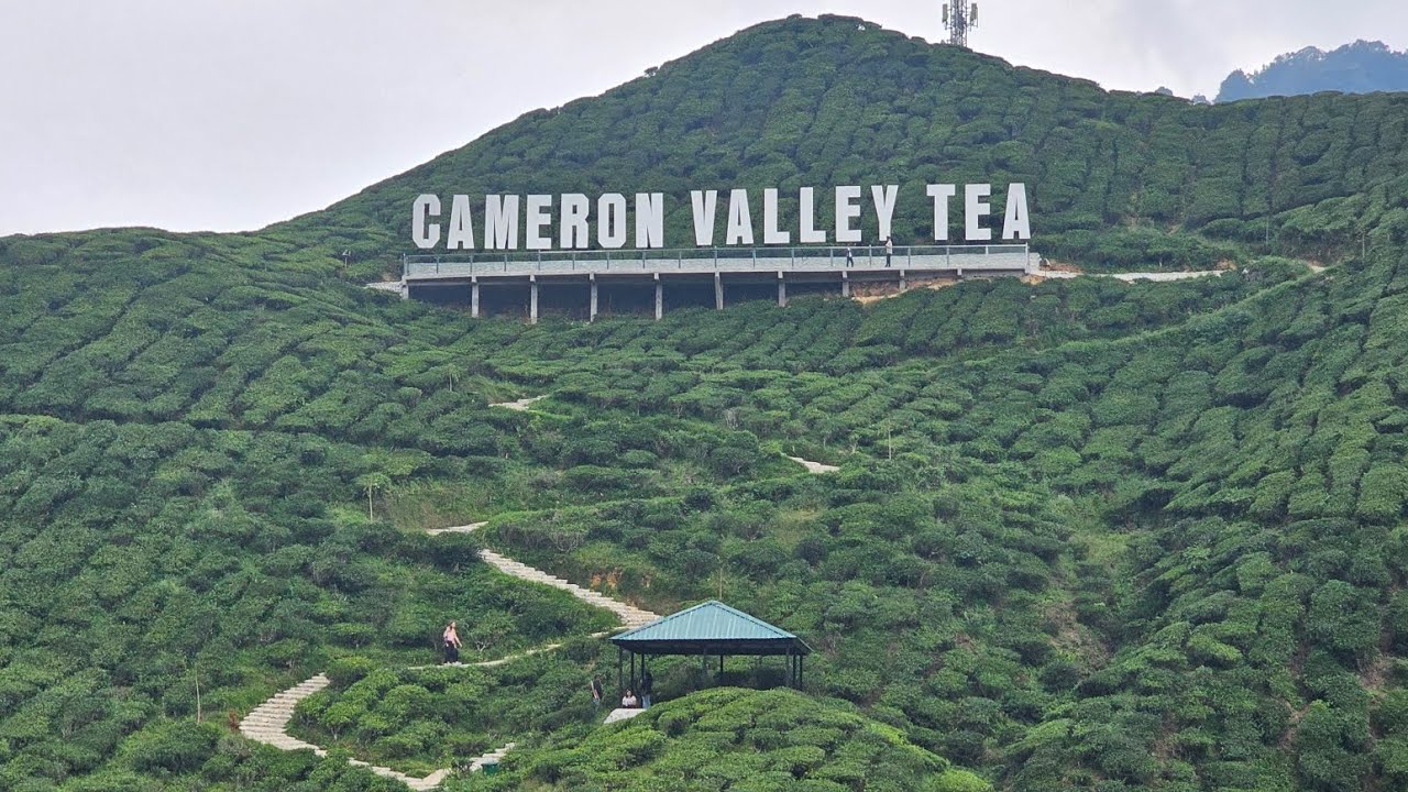 Cameron Valley Tea 🇲🇾 - YouTube