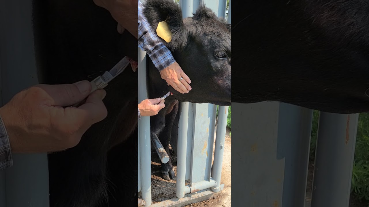 cow abscess - YouTube