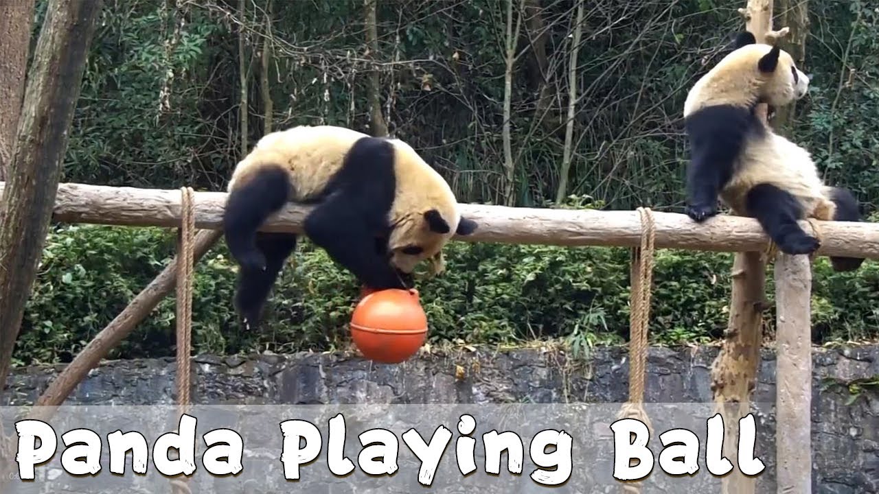 Panda Loses Control Over The Ball | iPanda - YouTube