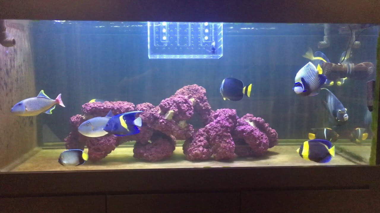 Rare FOWLR Angel Marine Fish tank - 9 April 2018 * Goldenback Trigger ...