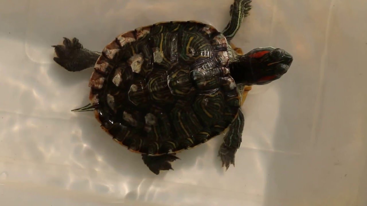 Shell rot in 2 terrapins Pt 2 - YouTube