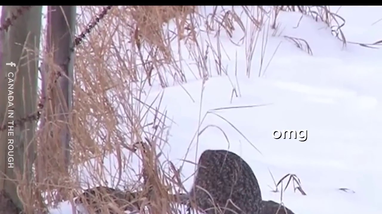 Faceplant In The Snow