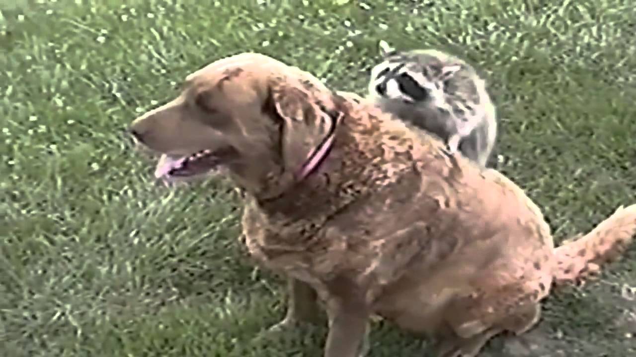 Friendly Raccoon And Dogs Are Best Friends | Very cute video! - YouTube