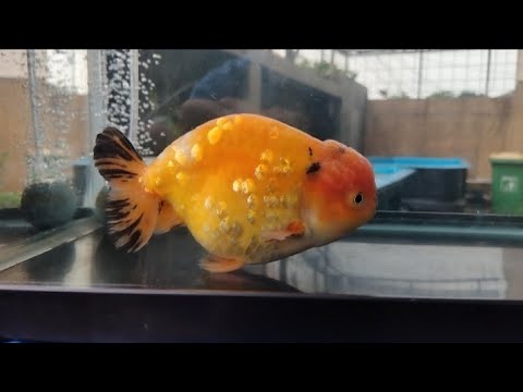 ikan mas koki ranchu calico - YouTube