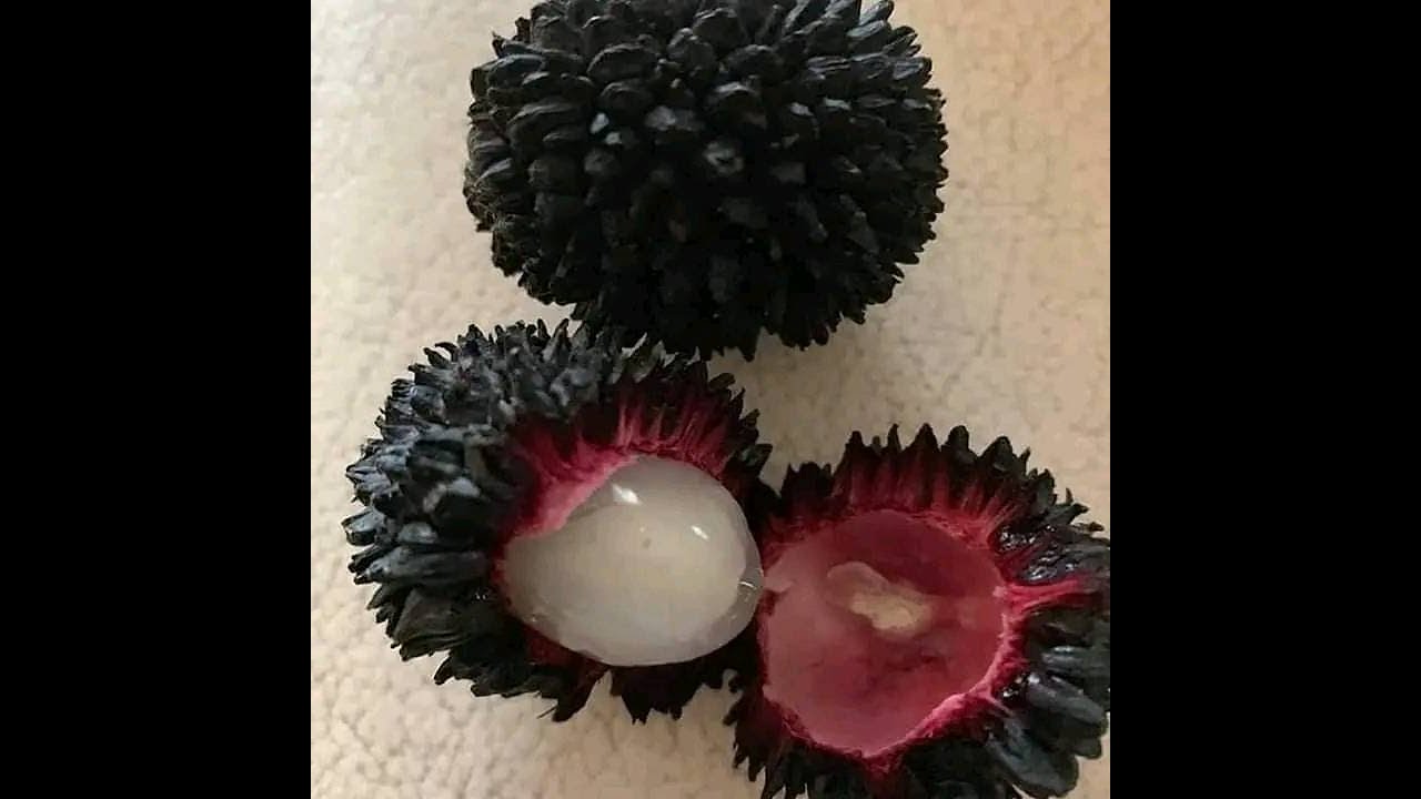 Maritam Fruit / Kapulasan rare exotic fruit from borneo - YouTube