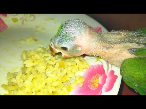 Parrot Love Eating Rice | Baby Parrot - YouTube