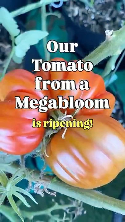 Tomato Megabloom Harvest! 🍅 Our First Giant Triple Tomato # ...