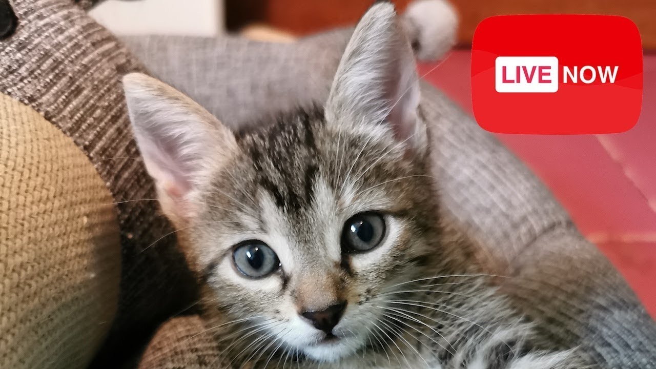Live Cats, Live Kittens - Lory's Cats Live @LorysCats - YouTube