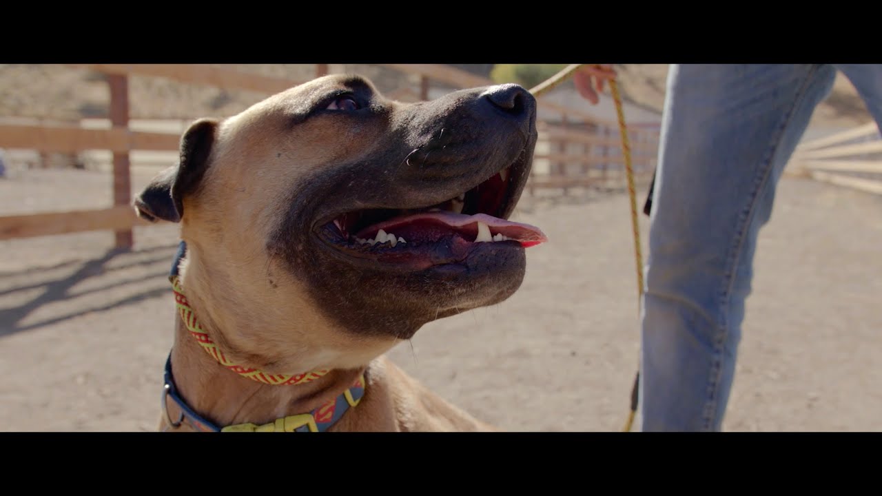 Marley's Mutts: Overview Story - YouTube