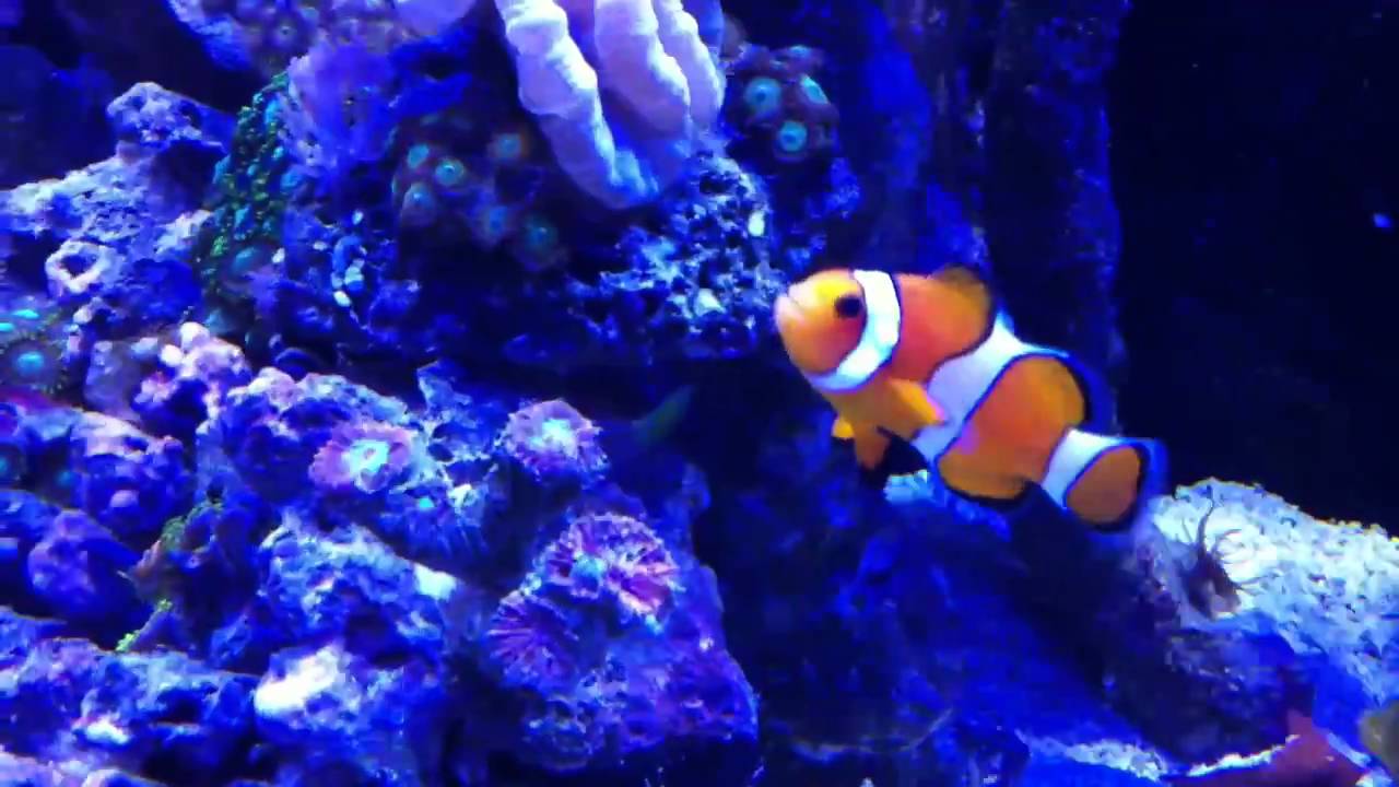 Red Sea Max 130D LED - YouTube