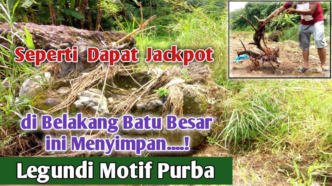 Berburu Bahan Bonsai Legundi (vitex trifolia) di Alam Liar - YouTube