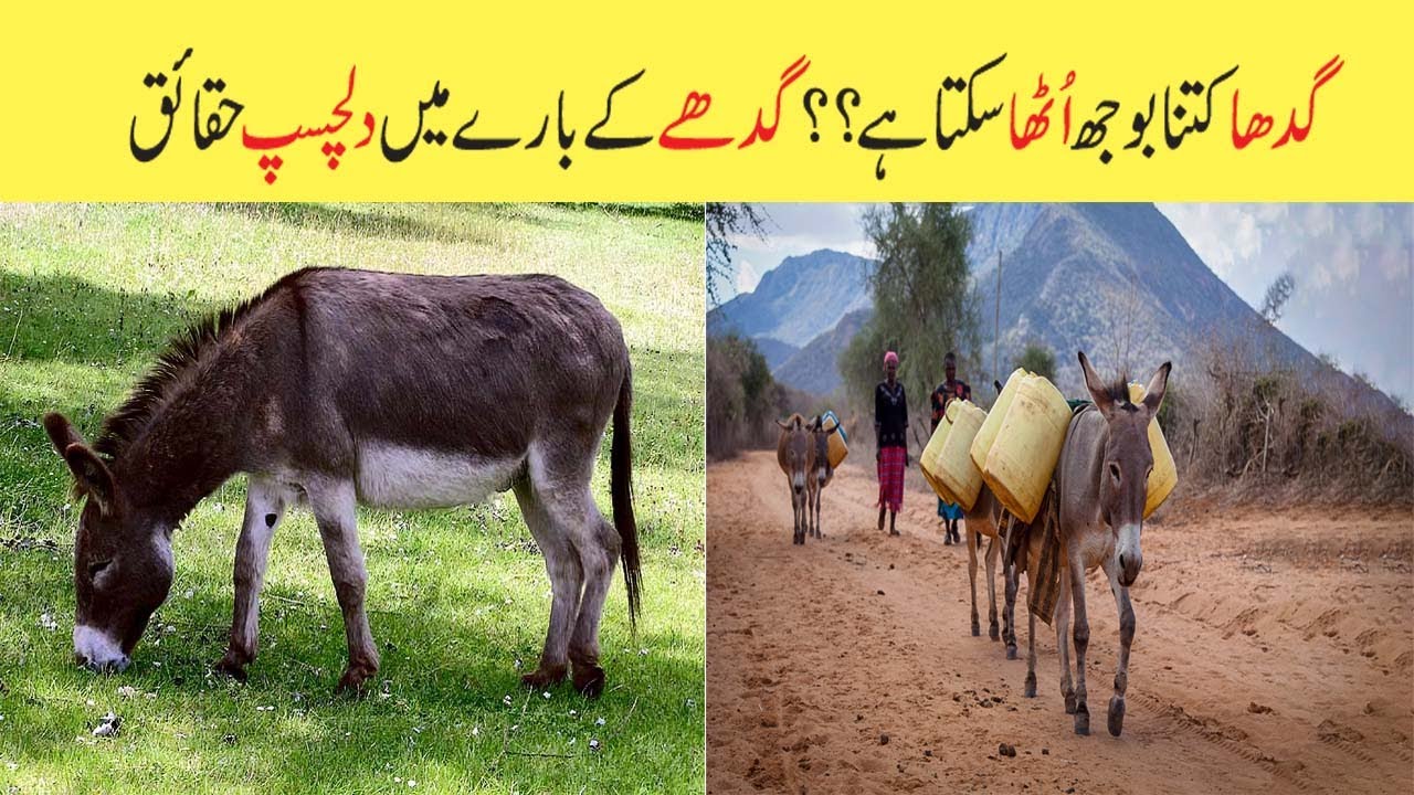 Use Of Donkeys In Village Life | Facts And Information About Donkeys In ...