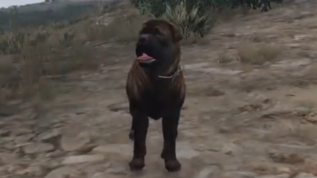Gta 5 Rottweiler