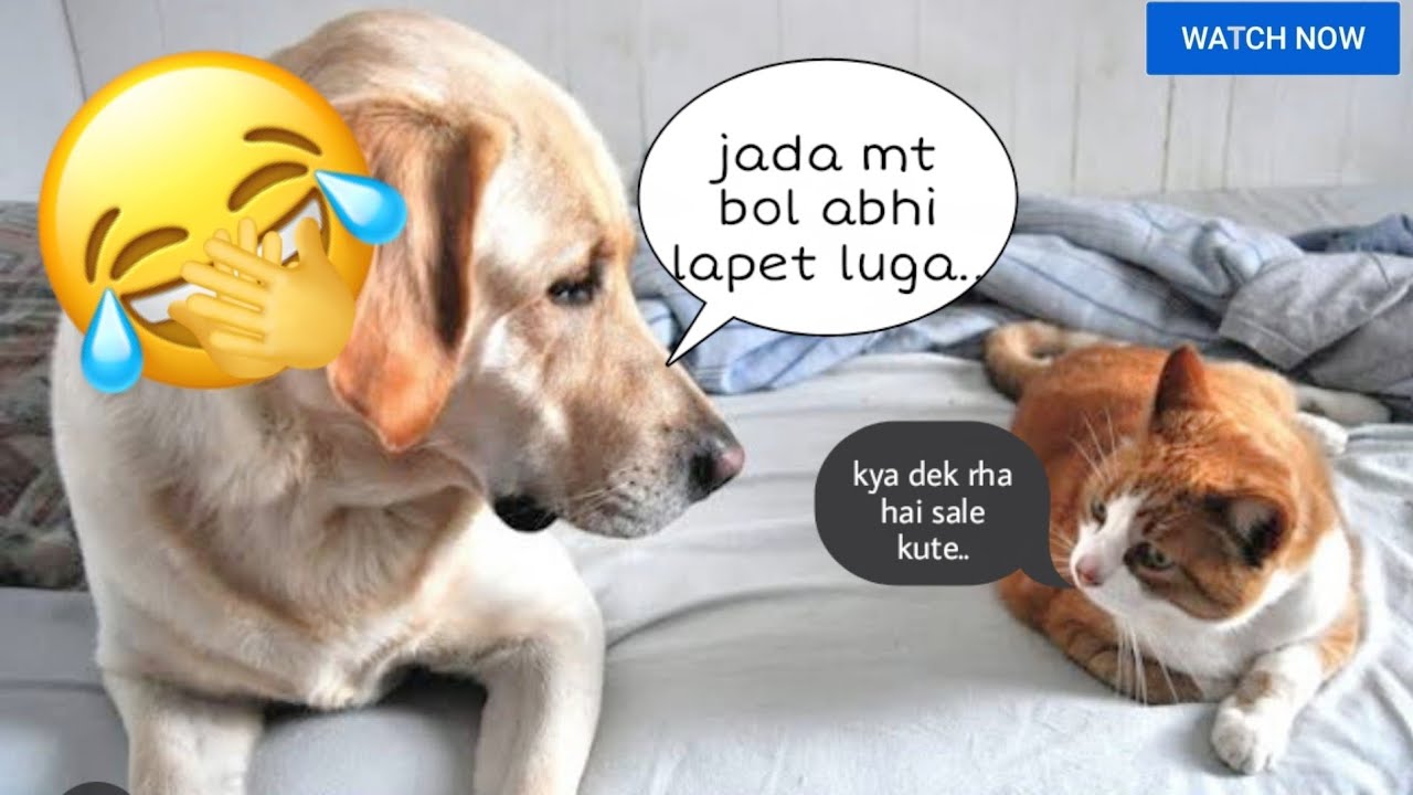 the best funniest animal || you can't ignore their animal funny moment ...