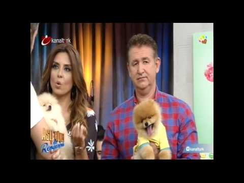 Fenomen köpek Boo yavrularımız Kanaltürk'te