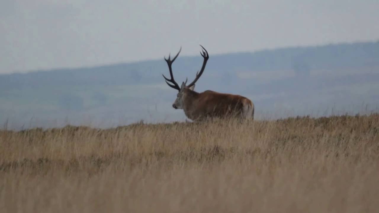 Old stag - YouTube