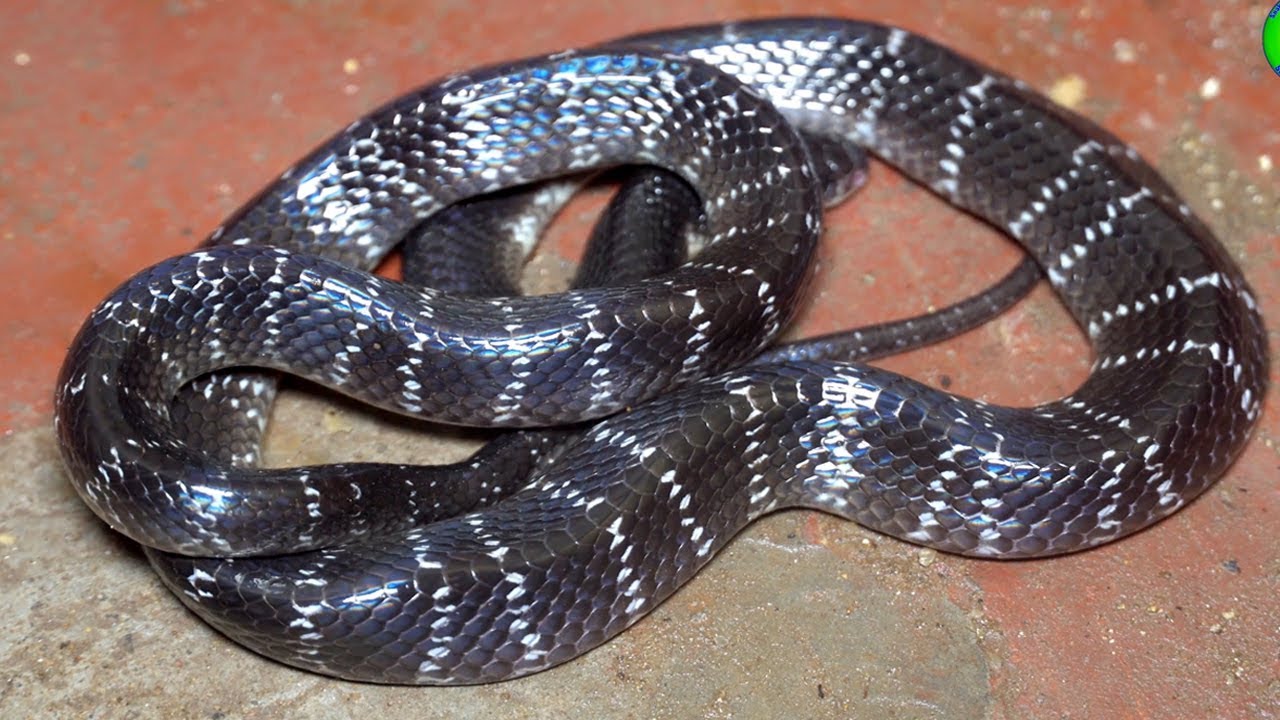 highly venomous snake common krait rescue in bilaspur|ये साँप नींद में ...