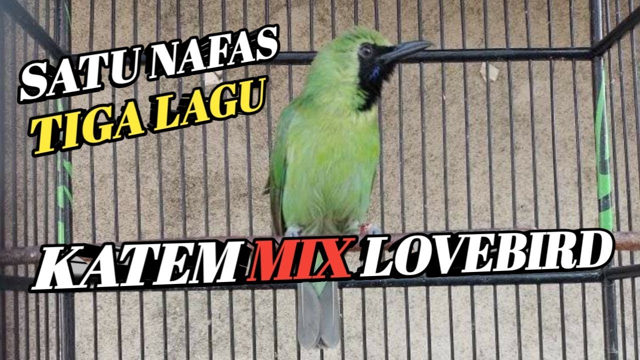 CUCAK IJO ISIAN KAPAS TEMBAK SAMBUNG LOVEBIRD | MASTERAN CUCAK IJO ...