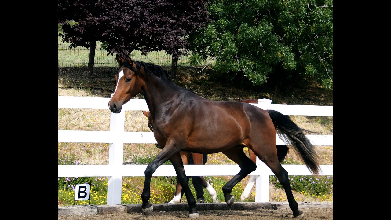 Daneiris 2021 Hanoverian mare (Donarweiss/Wild Dance) - YouTube