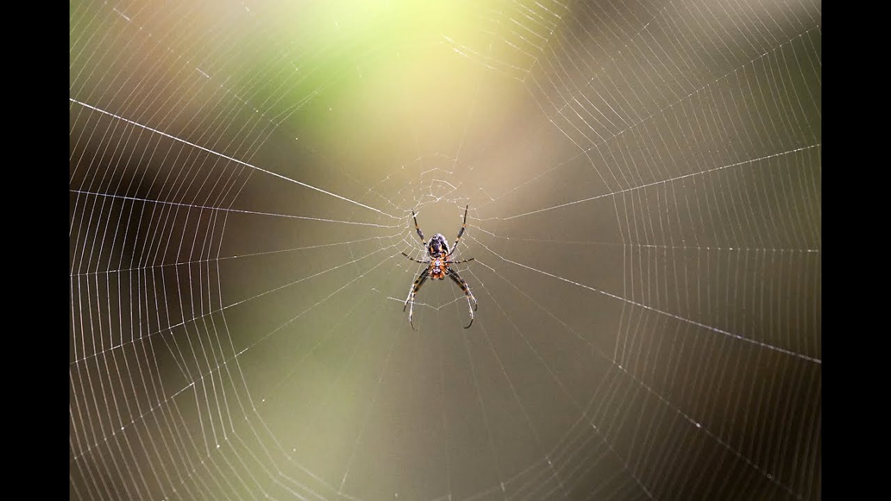 Spider Building Web - YouTube