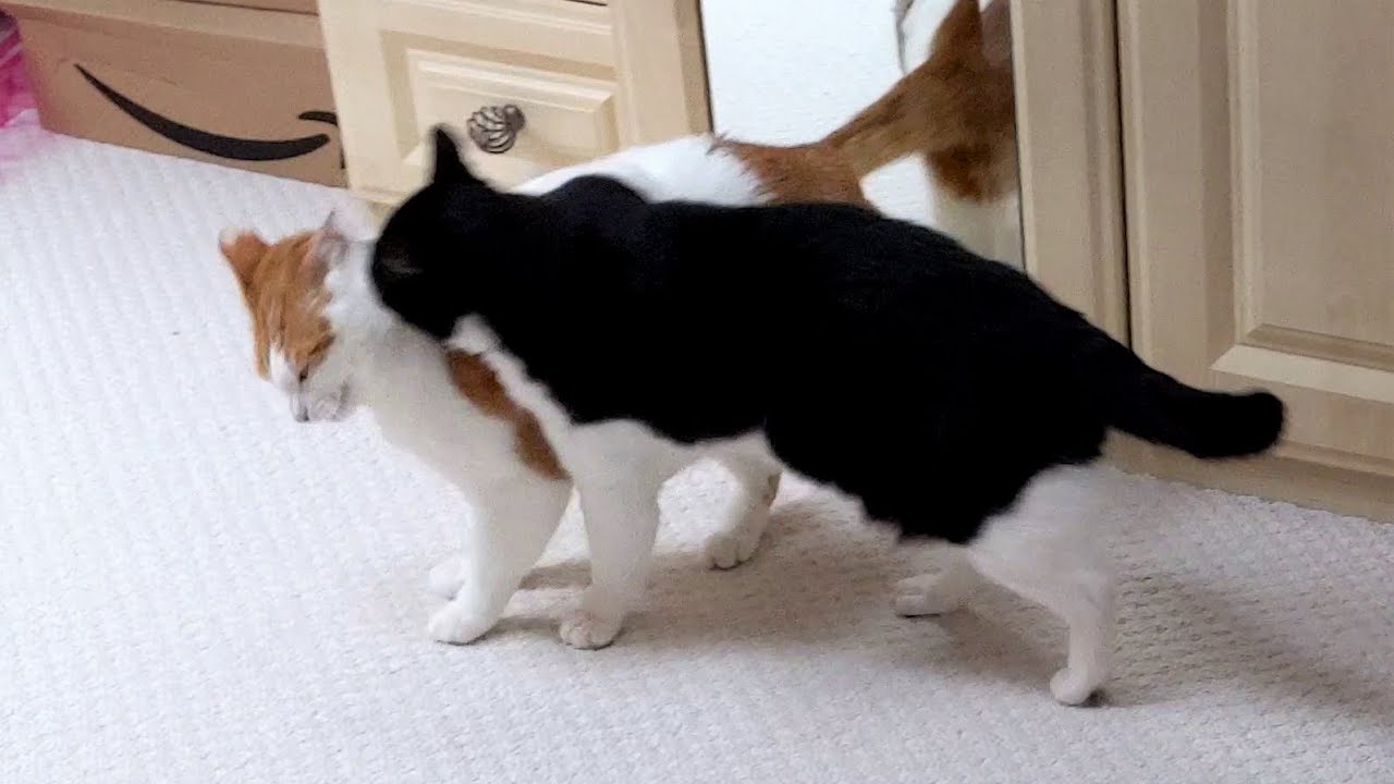 Cat Pounces On Other Cat, He Instantly Regrets It - YouTube