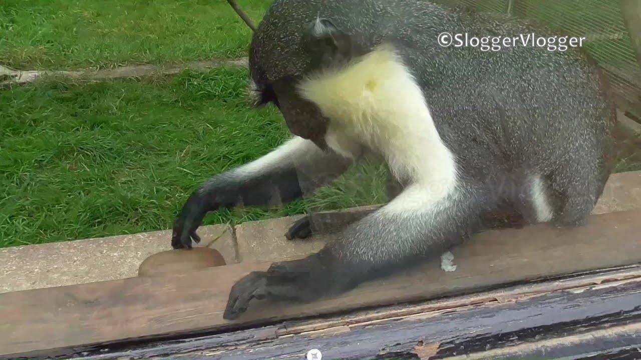 Hyperactive Monkey Going Crazy Over A Stone - YouTube