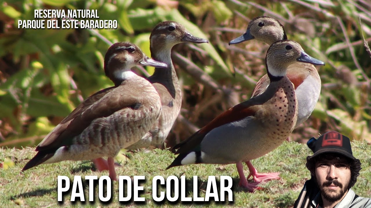 Pato de collar SONIDO 4K (Callonetta leucophrys) Patito arroz ...