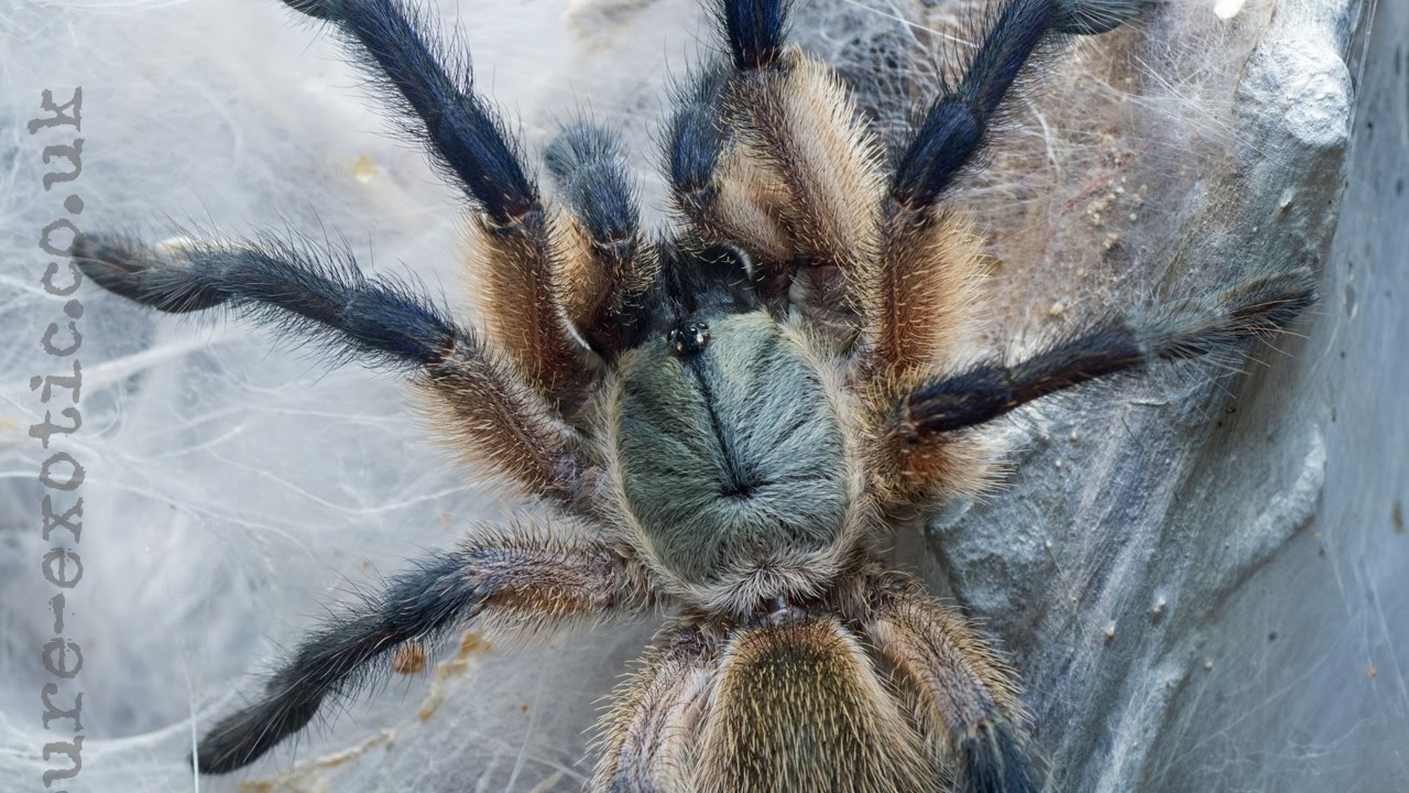 Monocentropus balfouri communal update - YouTube