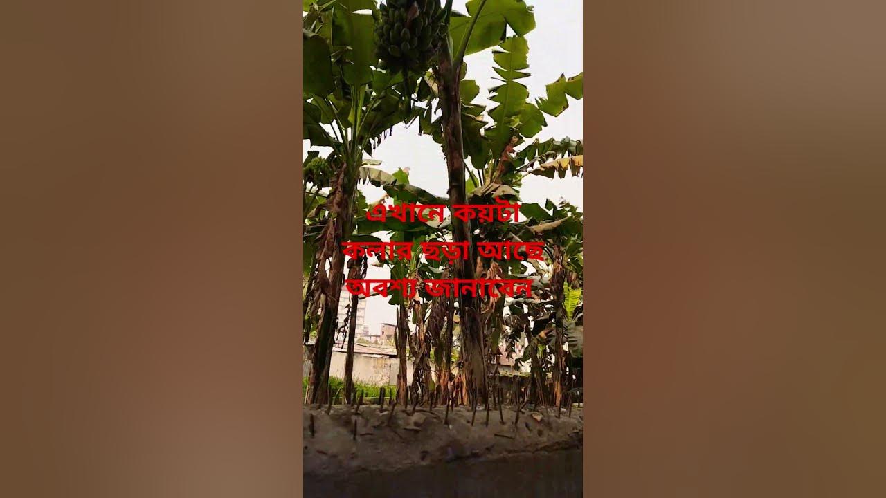 কয়টা কলার ছবি দেখা যাচ্ছে পারলে জানাবেন - YouTube