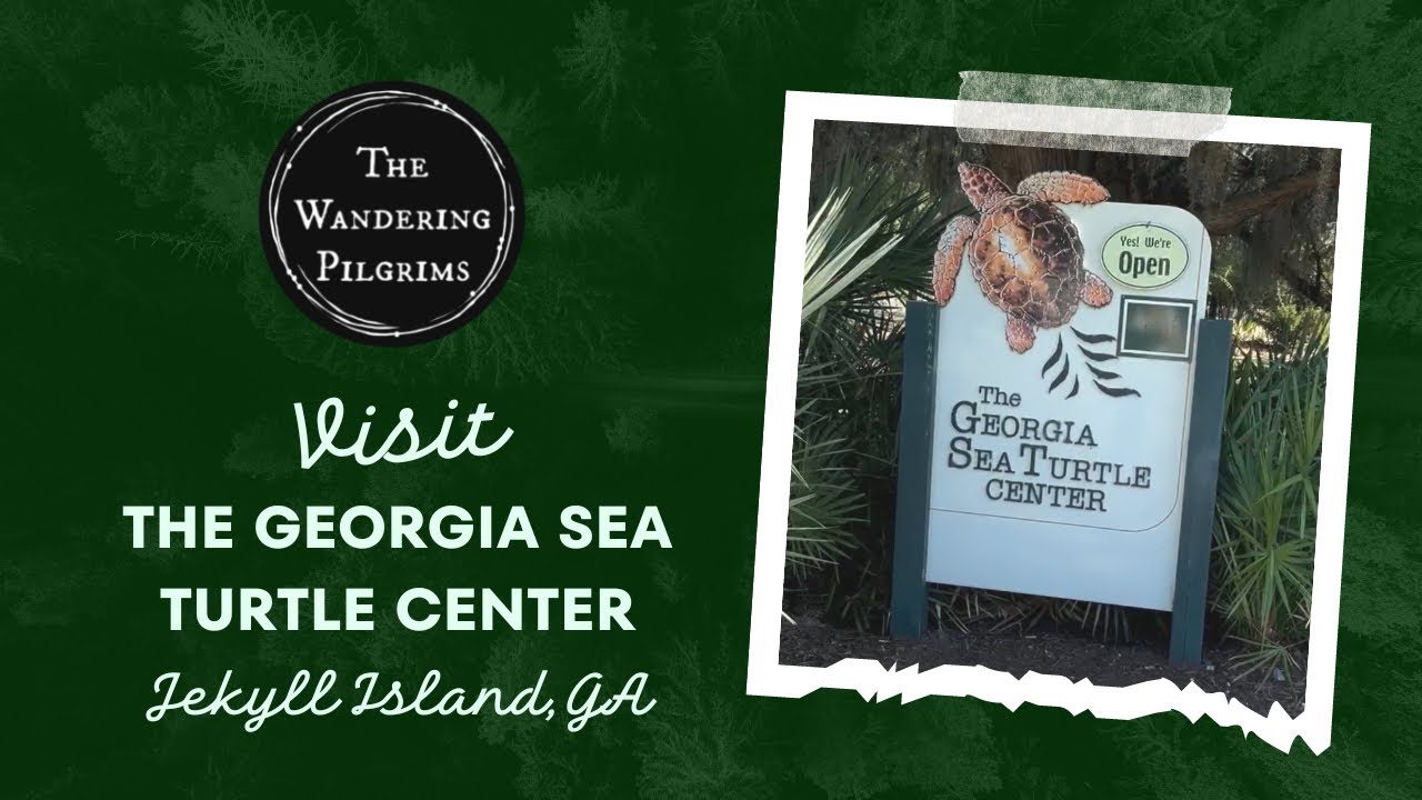 Visiting the Georgia Sea Turtle Center - YouTube
