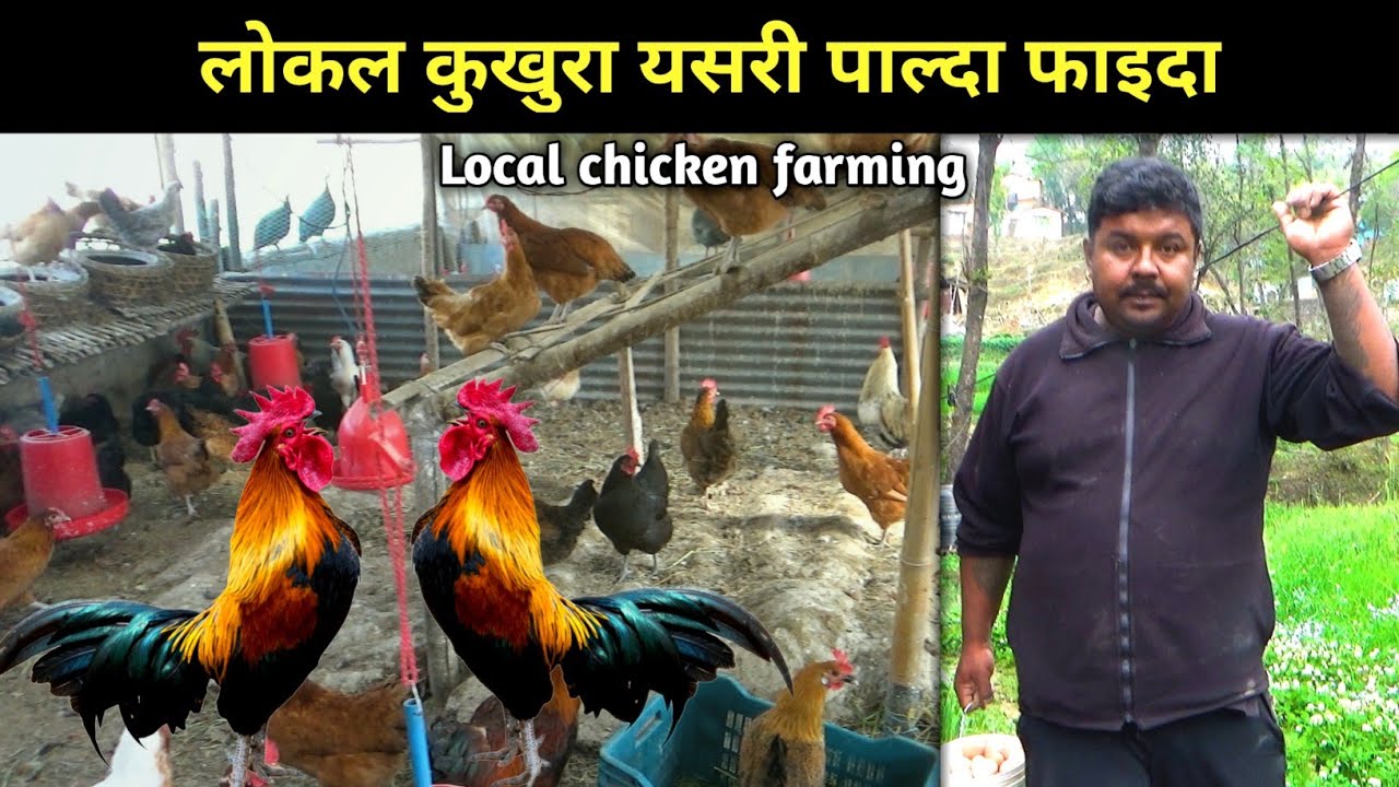 लोकल कुखुरा यसरि पाल्दा फाइदा,लोकल कुखुरा पाल्ने सही तरिका - local ...