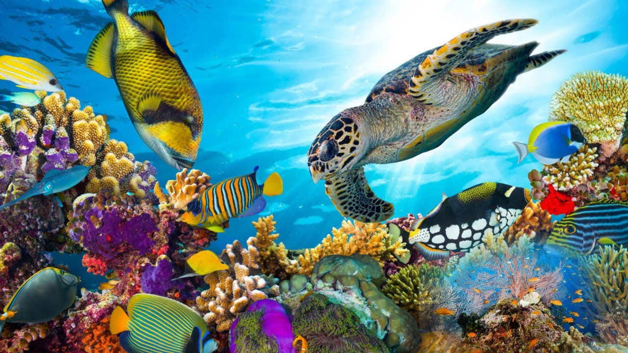 A coral reef is an underwater ecosystem characterized by reep building corals.#coral reef - YouTube