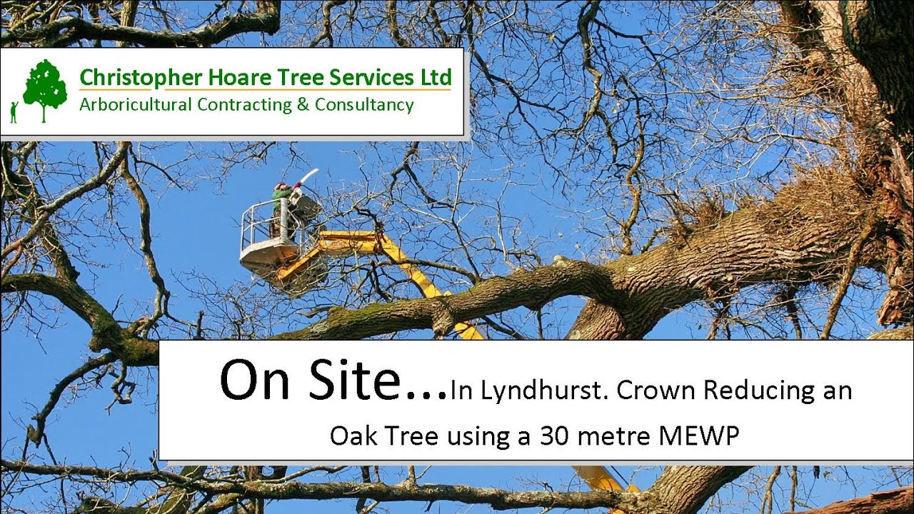 On Site - Crown Reducing an Oak Tree using a 30 metre MEWP - Lyndhurst ...