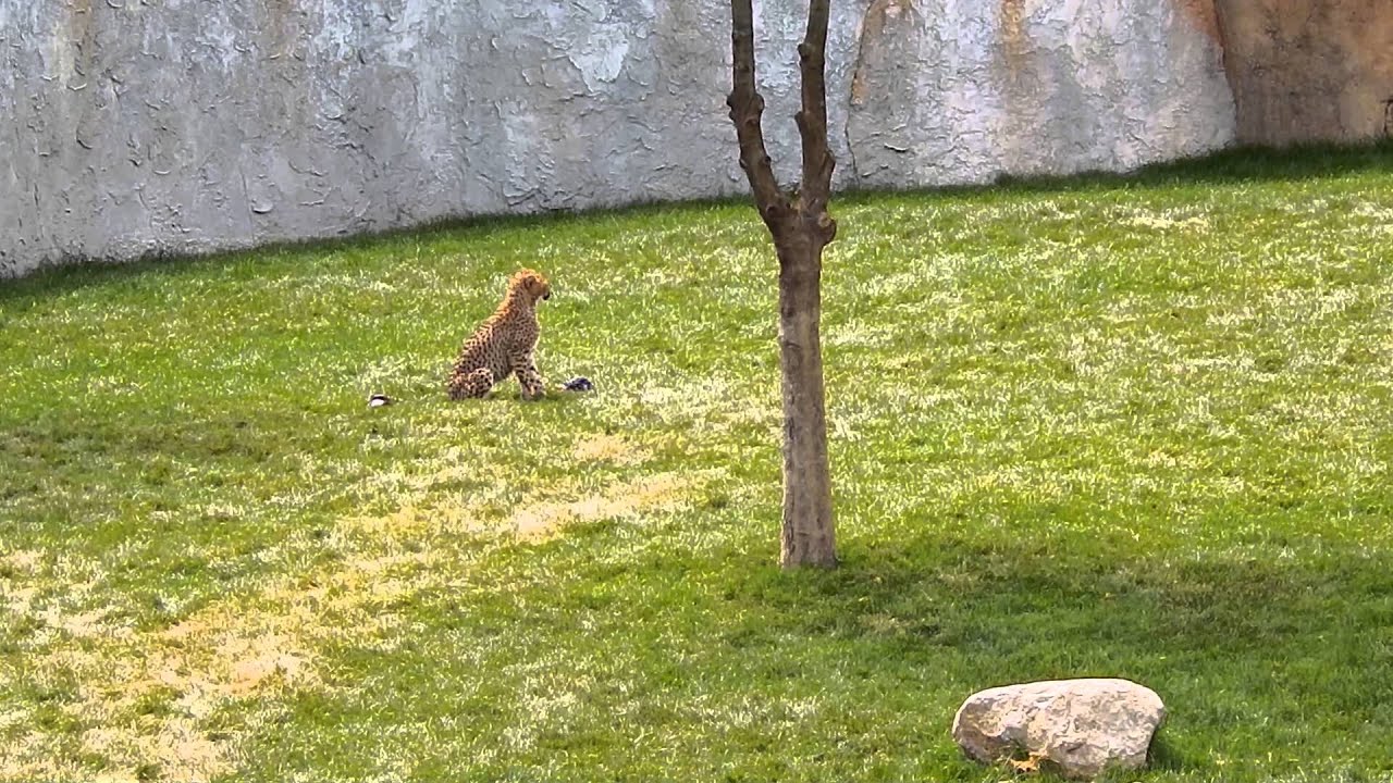 Columbus zoo cheetah run - notbro