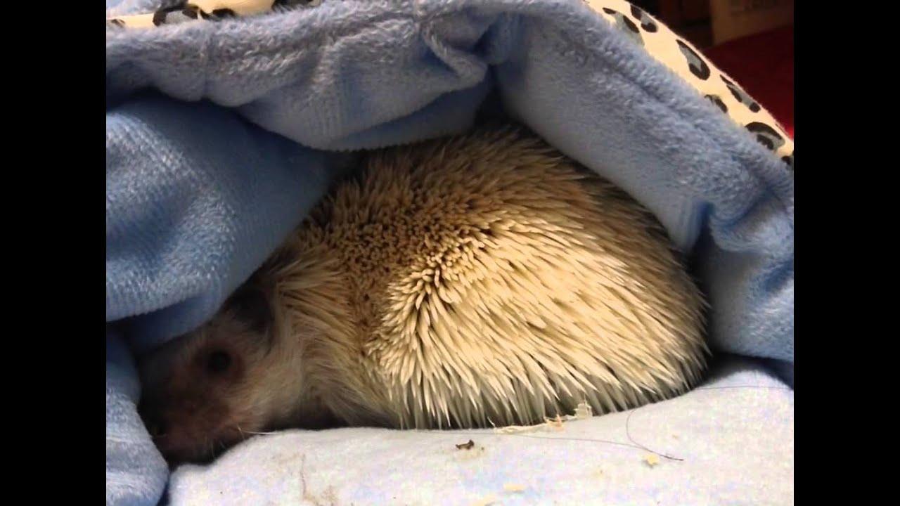 고슴도치 울음소리 Crying hedgehog - YouTube