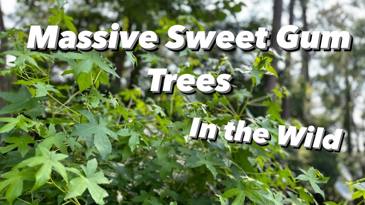 Massive Sweet Gum Trees Liquidambar Styraciflua in the Wild - YouTube