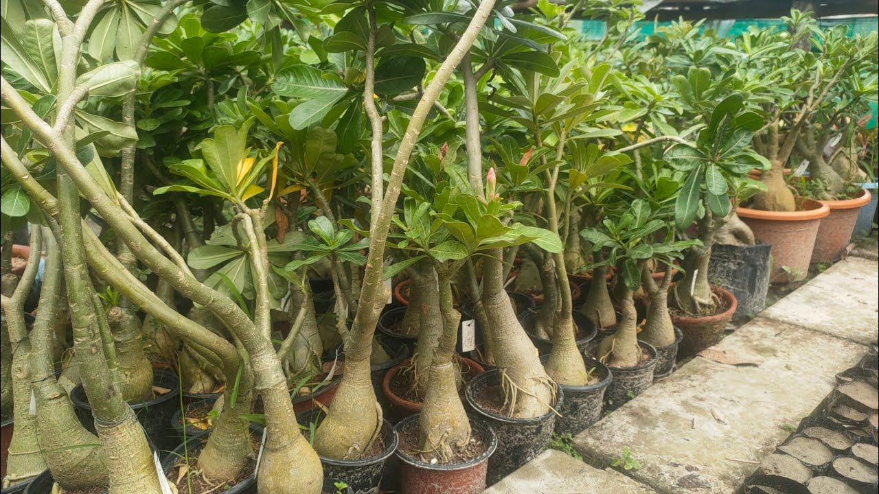 Wholesale adenium mother plant big codex plant limited offer 9038556677 ...
