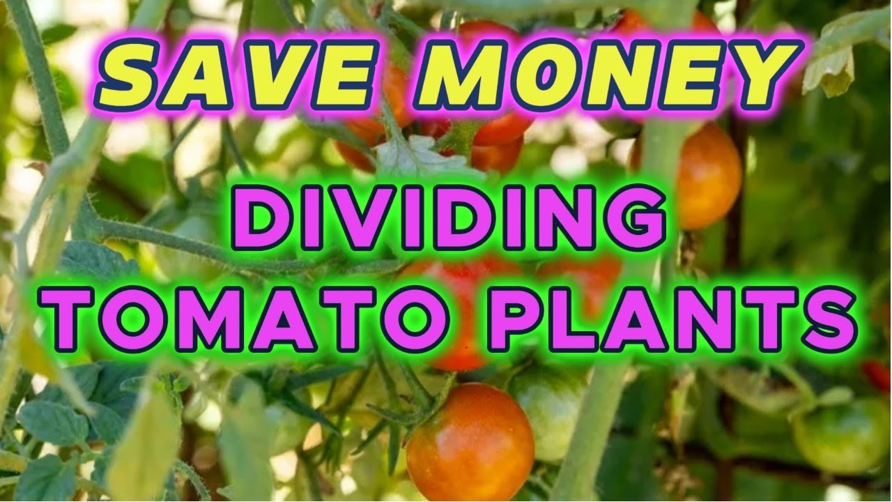 🍅 BOOSTING Tomato YIELD: Step-by-Step GUIDE to Dividing and Repotting 3 ...