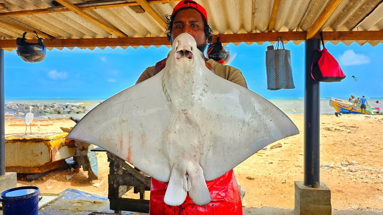Stingray Fish Slicing Skill | Super Sharp Knife Use To Cut Ray Fish ...