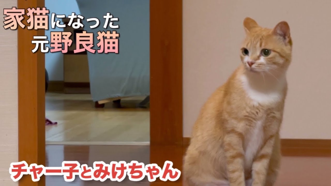 赤ちゃんを見て母のような優しい顔になる元野良猫 - YouTube