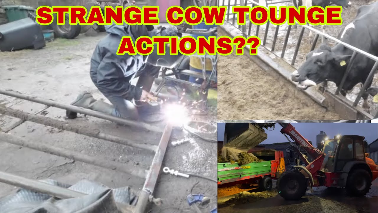 #farmvlogmass COW LICKING AIR??? PDING COWS - FEEDING CALFS - WELDING ...
