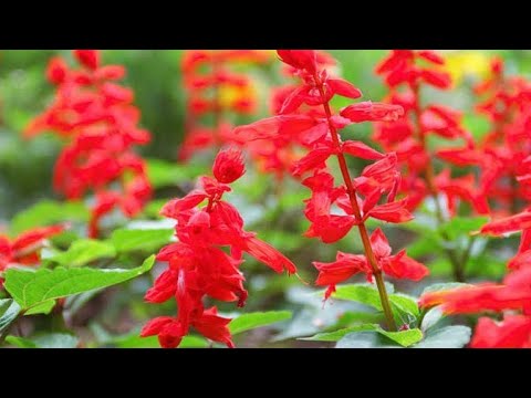 Salvia splendens' Saucy red Scarlet sage - YouTube